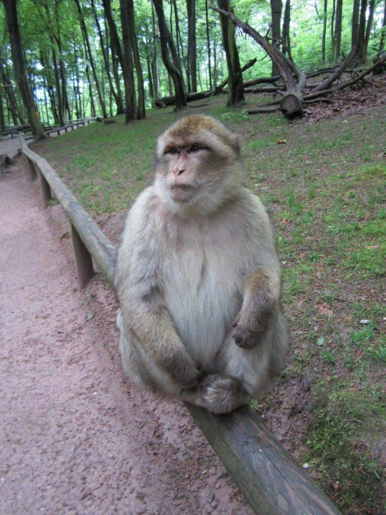 Visiting La Montagne des Singes Monkey Park in the Alsace France