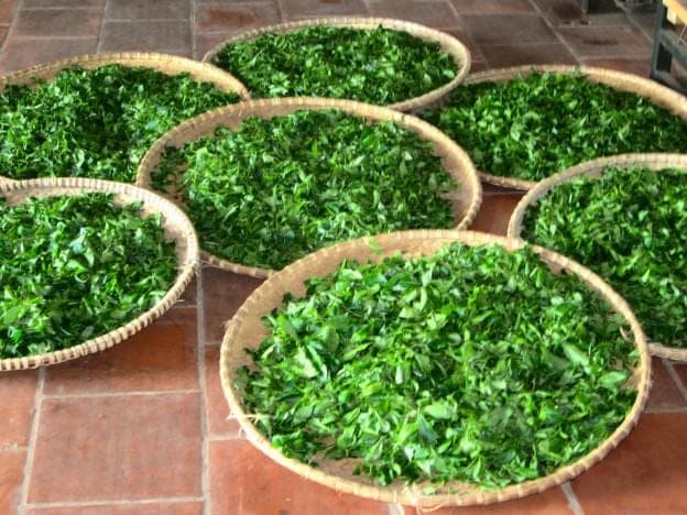 Thai Nguyen: Visiting Vietnam's Tea Region with Footprint Travel