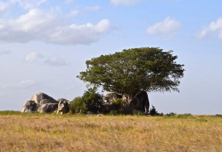 Asanja Africa: Finding the Perfect Mix of Wilderness and Luxury in the ...