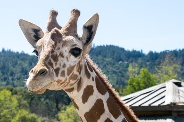 Safari West: An African Safari Experience in Sonoma California
