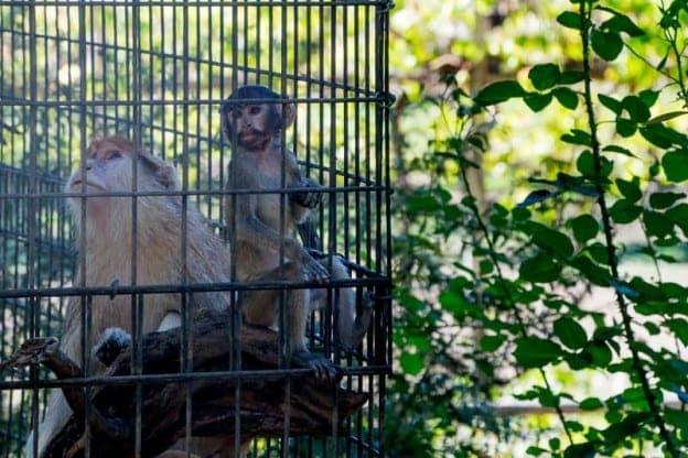 Safari West: An African Safari Experience in Sonoma California