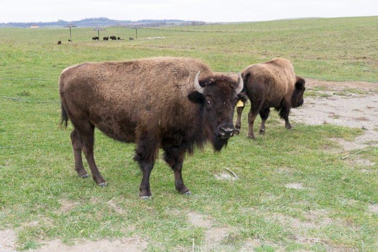 The Wilds Safari Park in Ohio Guide: An Animal Park in Southeast Ohio