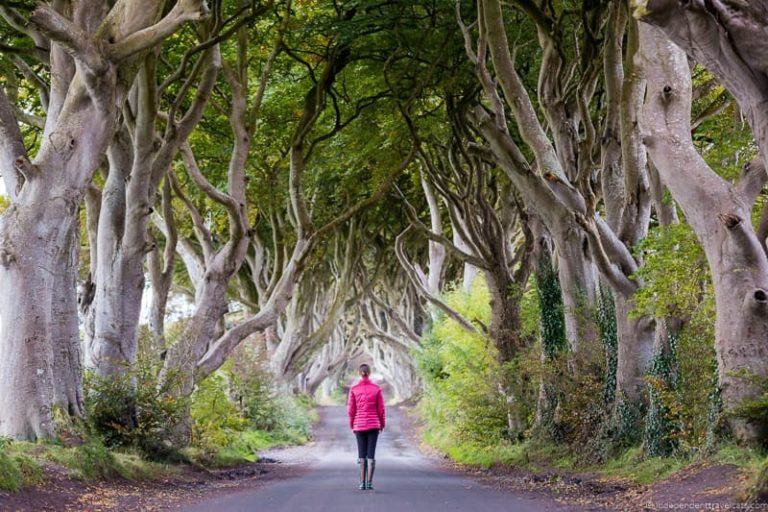 The Dark Hedges in Northern Ireland: A Complete Visitors' Guide