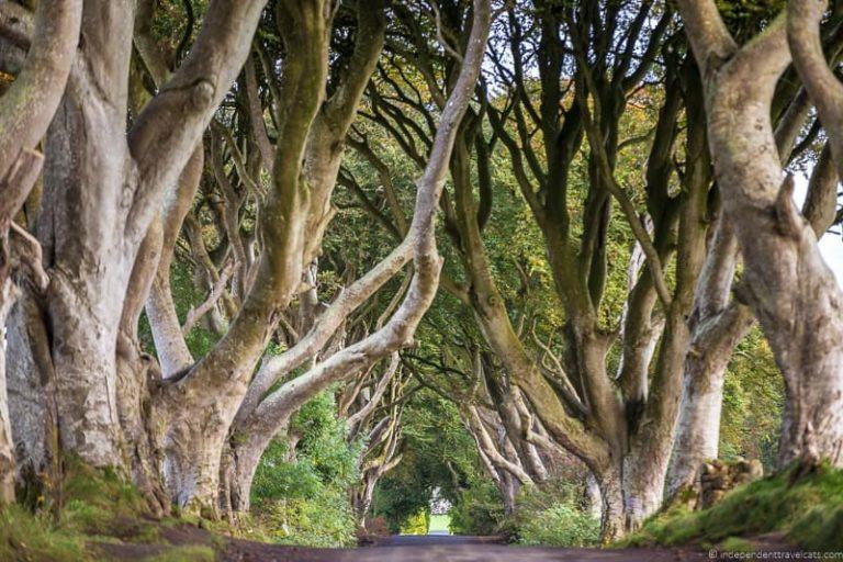 The Dark Hedges in Northern Ireland: A Complete Visitors' Guide