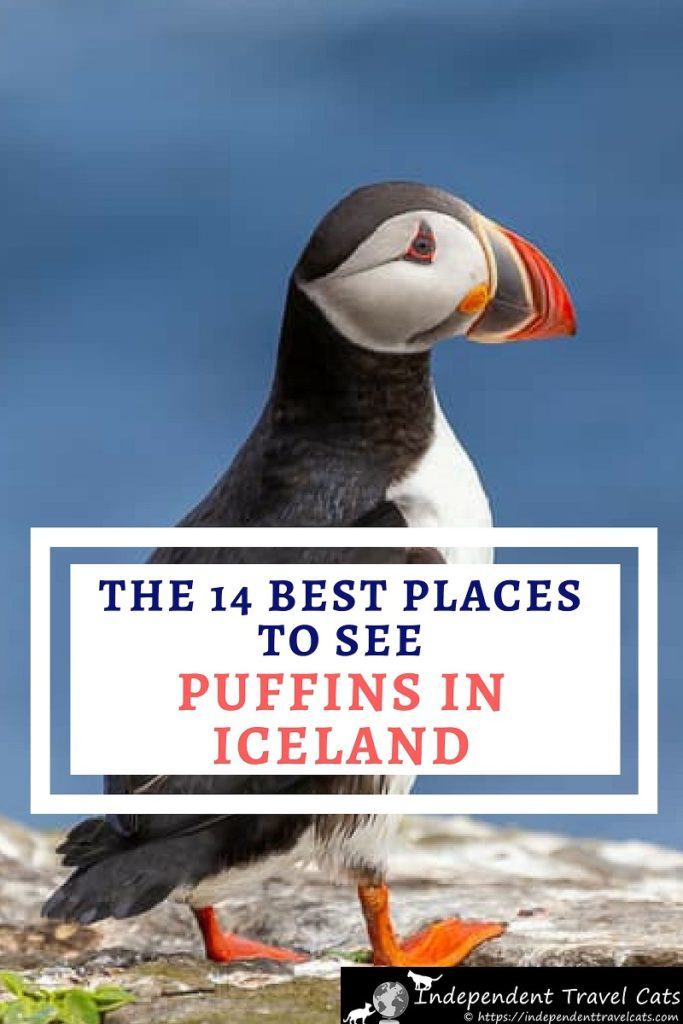 Puffins in Iceland: A Guide to Where to See Puffins in Iceland