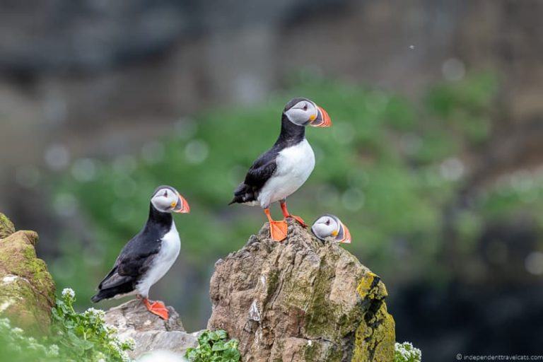 Puffins in Iceland: A Guide to Where to See Puffins in Iceland