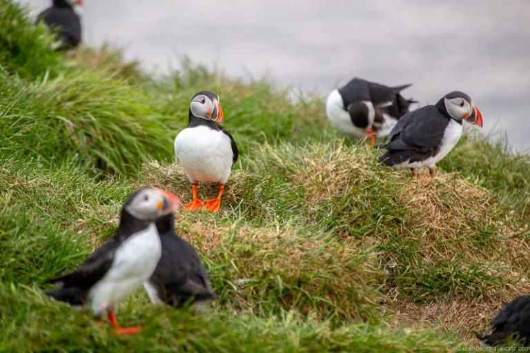 Puffins in Iceland: A Guide to Where to See Puffins in Iceland